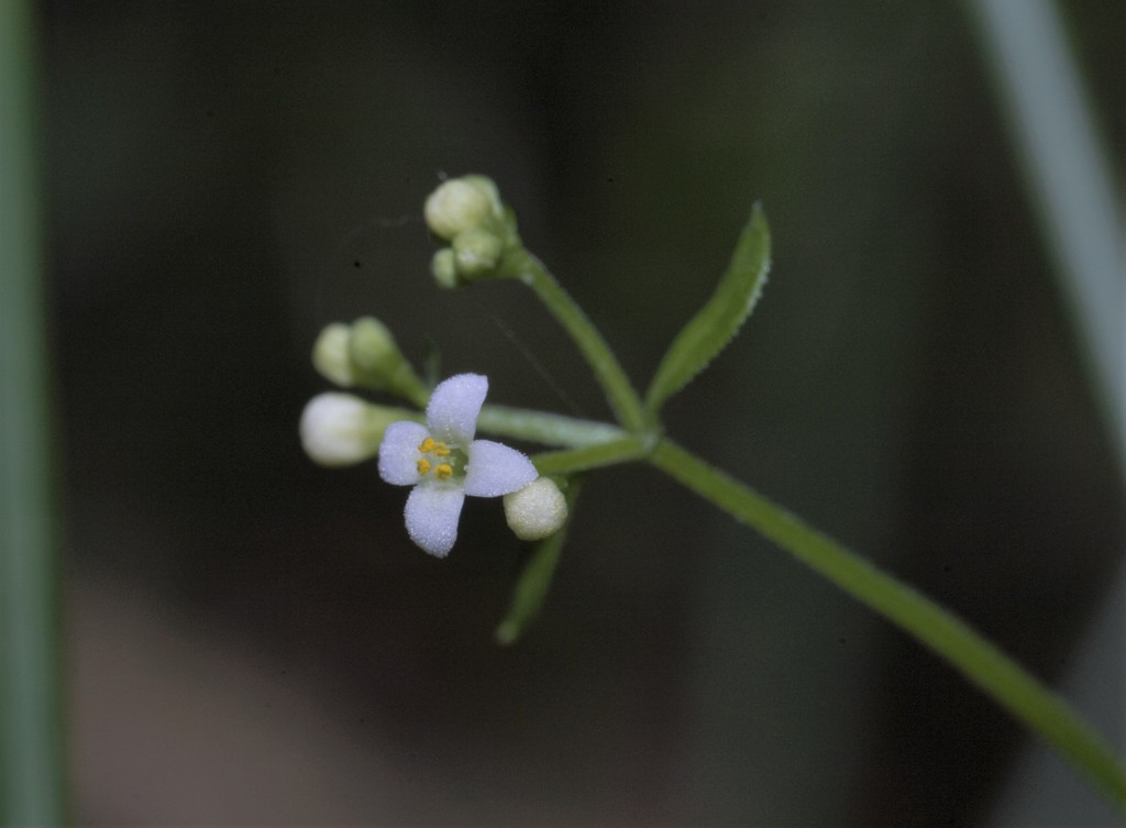 Asperula asthenes from Mandalong NSW 2264, Australia on October 9, 2020 ...