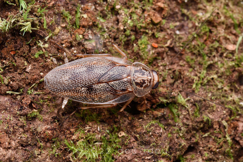 Allacta transversa · NaturaLista Colombia