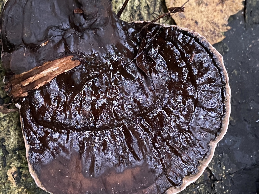 Ganoderma boninense from Mount Byron, QLD, AU on April 23, 2022 at 01: ...