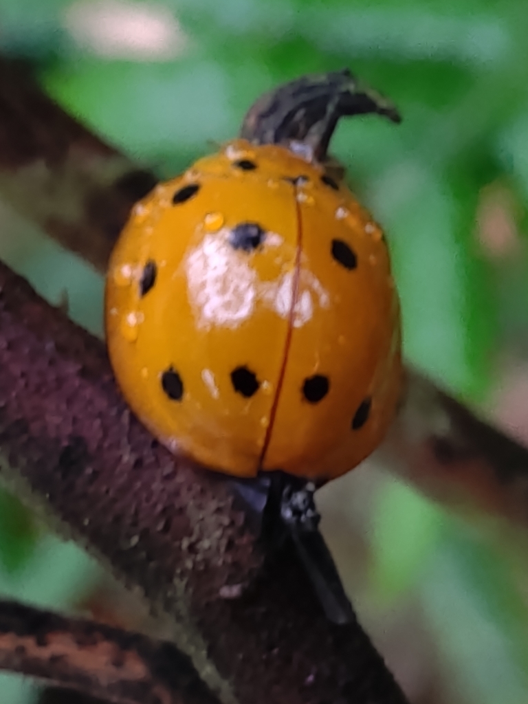 Megalocaria dilatata from Chiayi County, TW-TA, TW on April 23, 2022 at ...
