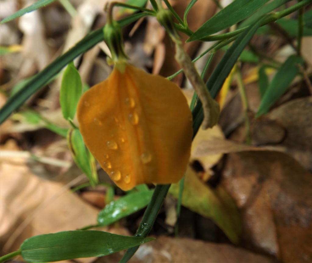 spade flower from Brisbane QLD, Australia on January 05, 2022 at 01:36 ...