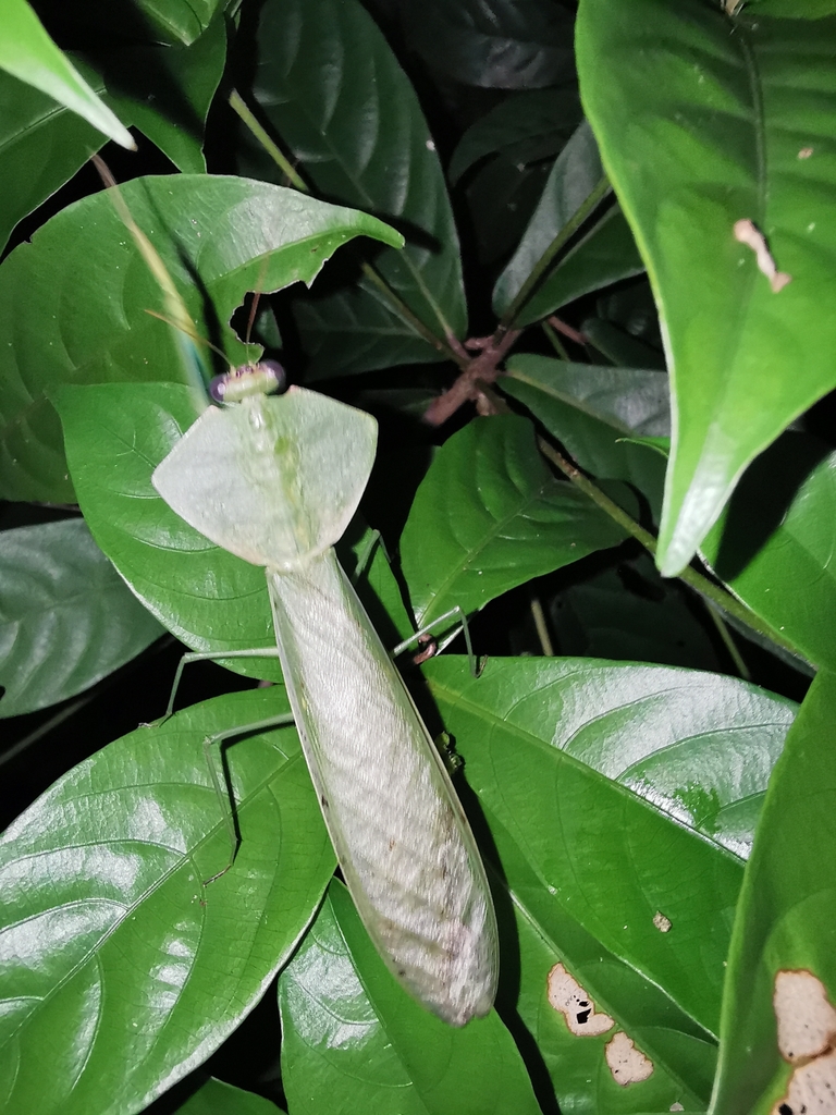 Chinese Shield Mantis from 云南省西双版纳傣族自治州勐腊县勐仑镇绿石林景区-观光车站中国科学院西双版纳热带植物园 ...