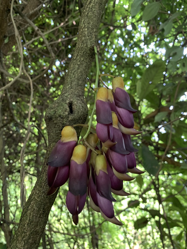 Mucuna sempervirens from 彭州市, 成都市, 四川省, CN on April 23, 2022 at 03:09 ...