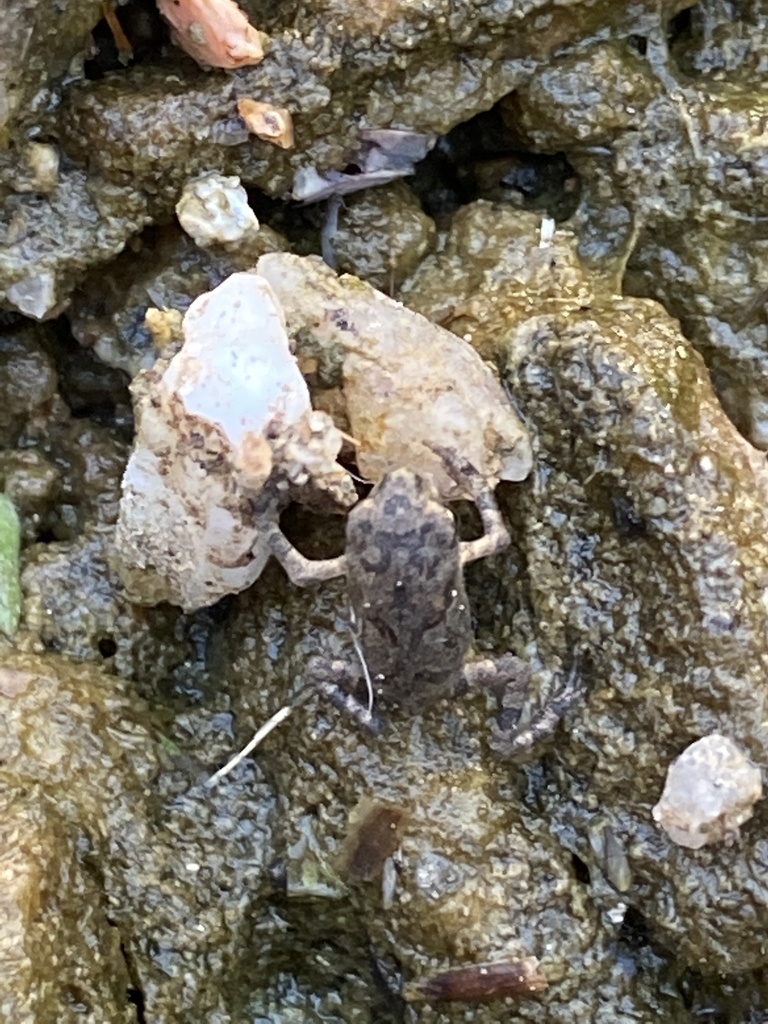 Asian Common Toad from 澳門大學, 氹仔, MO on April 23, 2022 at 06:10 PM by ...
