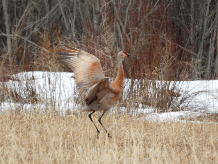 Sandhill Crane from Blue Road 3, Dawson Township, Rainy River District ...