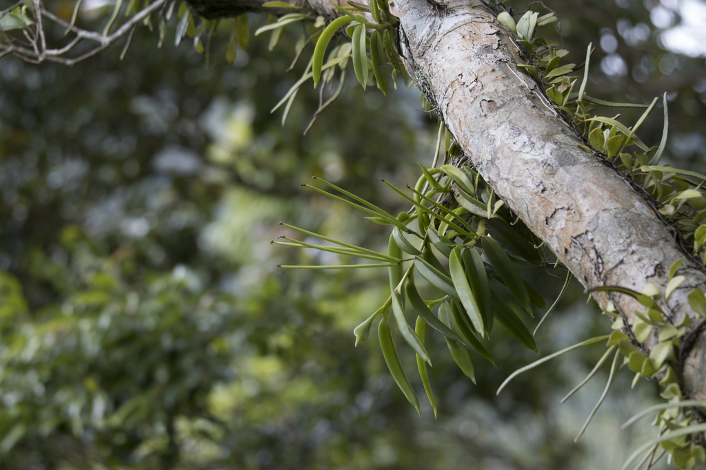Thrixspermum subulatum in April 2022 by ihenglan · iNaturalist
