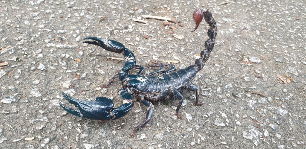 Giant Blue Scorpion from Gunung Pulai Recreational Forest, Pekan Nanas ...