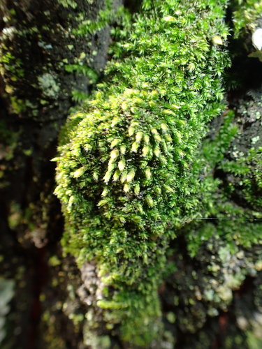 Musgo (Erpodium coronatum)