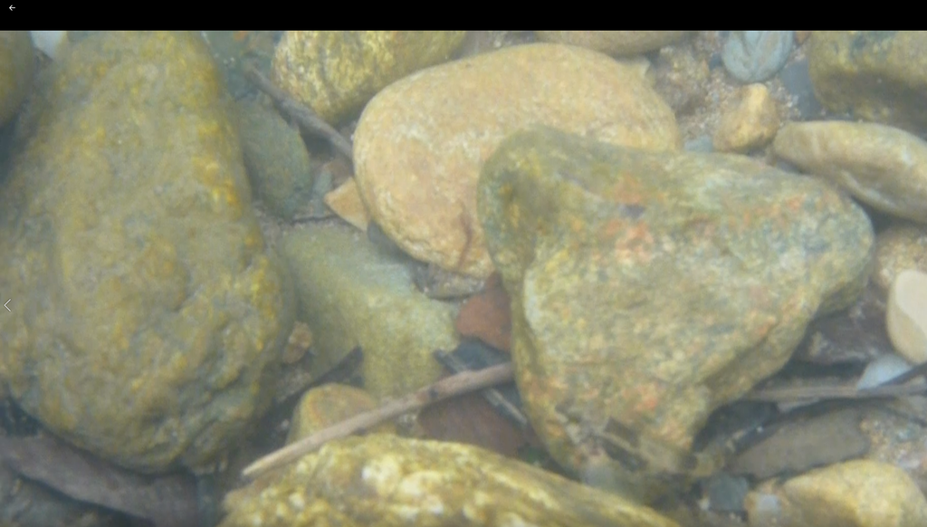 Tennessee Snubnose Darter from Unicoi County, TN, USA on March 15, 2022 ...