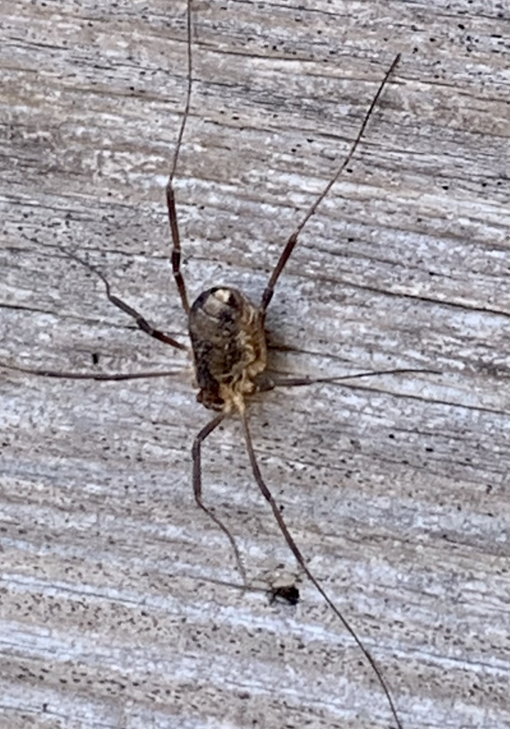 Protolophus singularis from Purdue Ave, Kensington, CA, US on April 23 ...