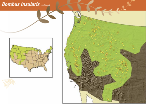 Indiscriminate Cuckoo Bumble Bee (Crater Lake National Park Pollinator ...