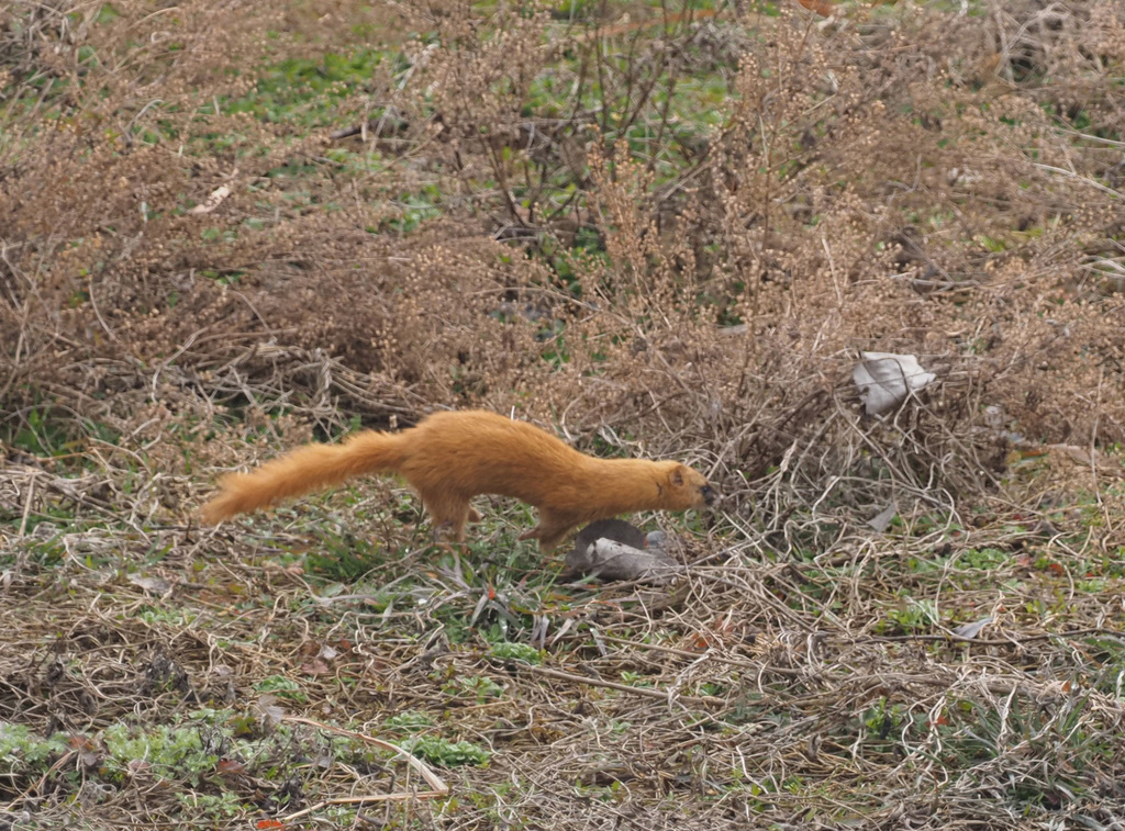 Siberian Weasel from Nanjing, Jiangsu, China on February 19, 2022 at 09 ...