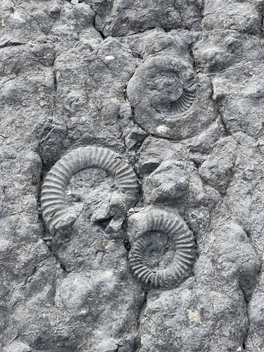 Suborden Ammonitina · NaturaLista Colombia
