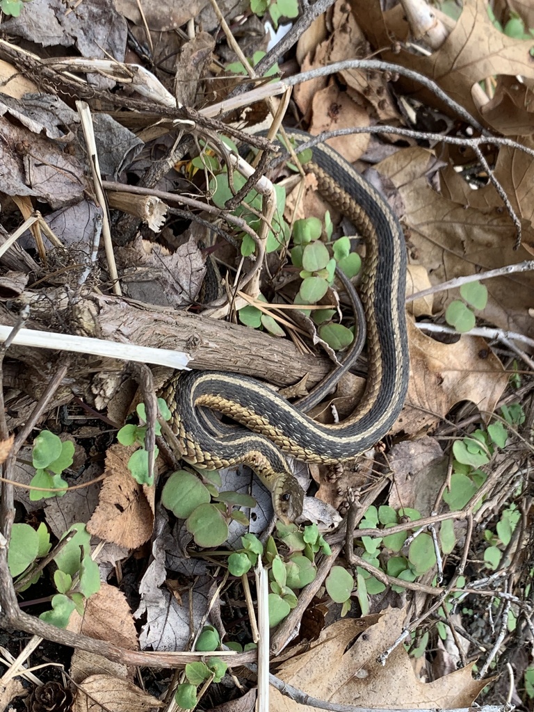 Common Garter Snake from Mountain Spring Rd, Farmington, CT, US on ...