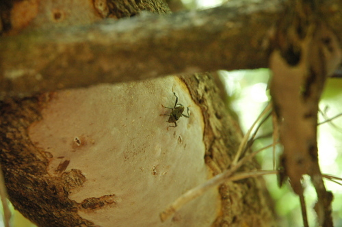 Macromerus crassipes · iNaturalist
