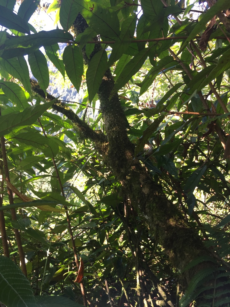 Quercus lineata from Khangchendzonga, North Sikkim, Sikkim, India on ...