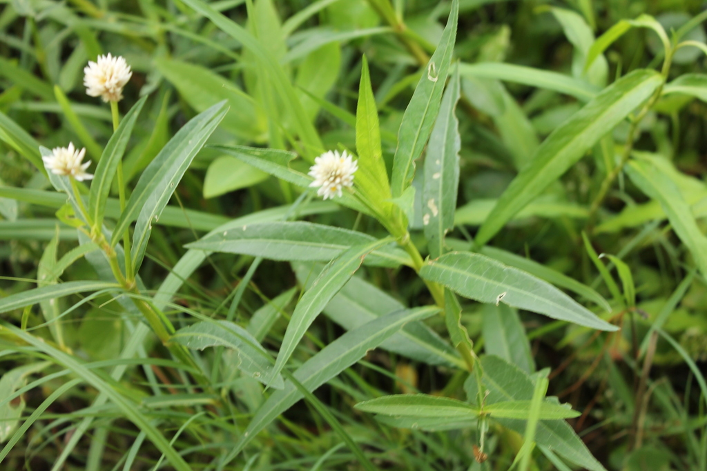 Alligatorweed from Martin Creek Lake State Park, TX on May 23, 2015 by ...