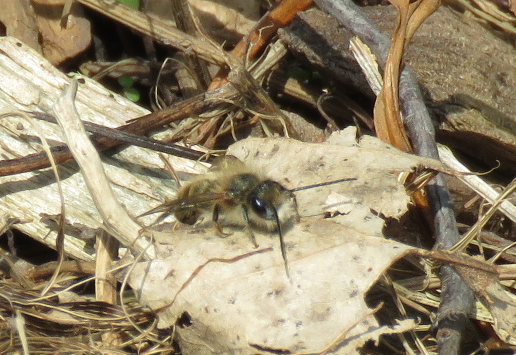 Osmia from home Sarnia, ON, Canada on April 23, 2022 at 11:38 AM by ...