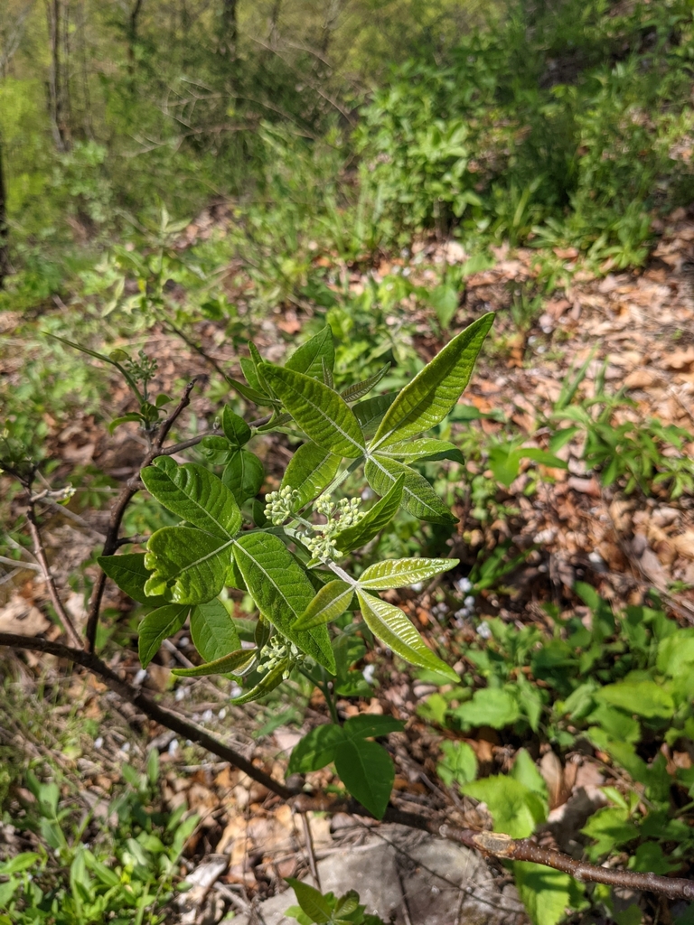 common hoptree in April 2022 by Eric Ungberg. Wafer ash glade ...