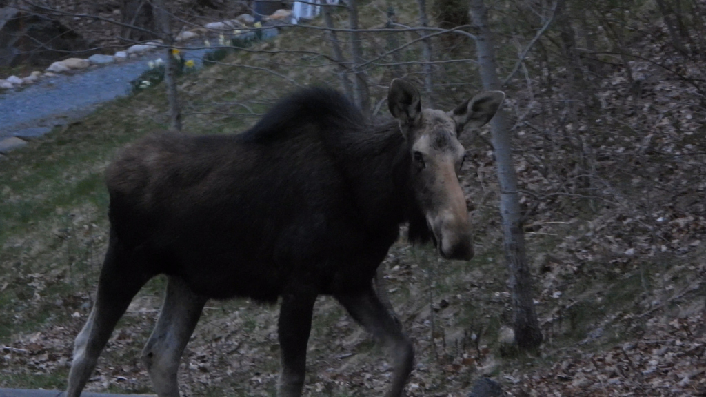 Moose from Pine Cobble Rd., Williamstown, MA, USA on April 23, 2022 at ...