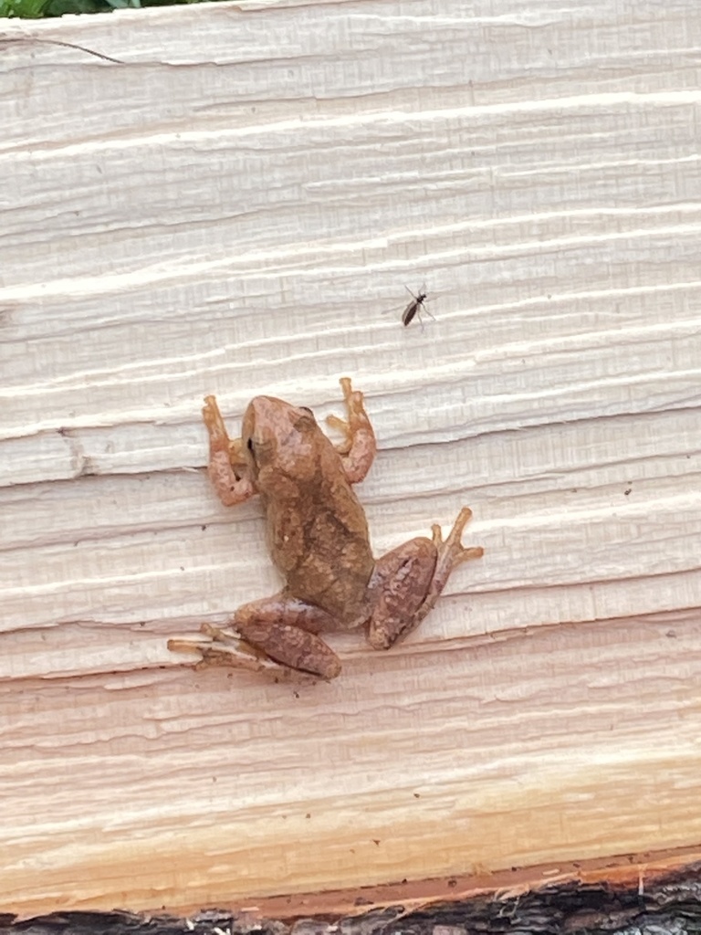 Spring Peeper from Sizer Run Rd, Emporium, PA, US on April 13, 2022 at ...