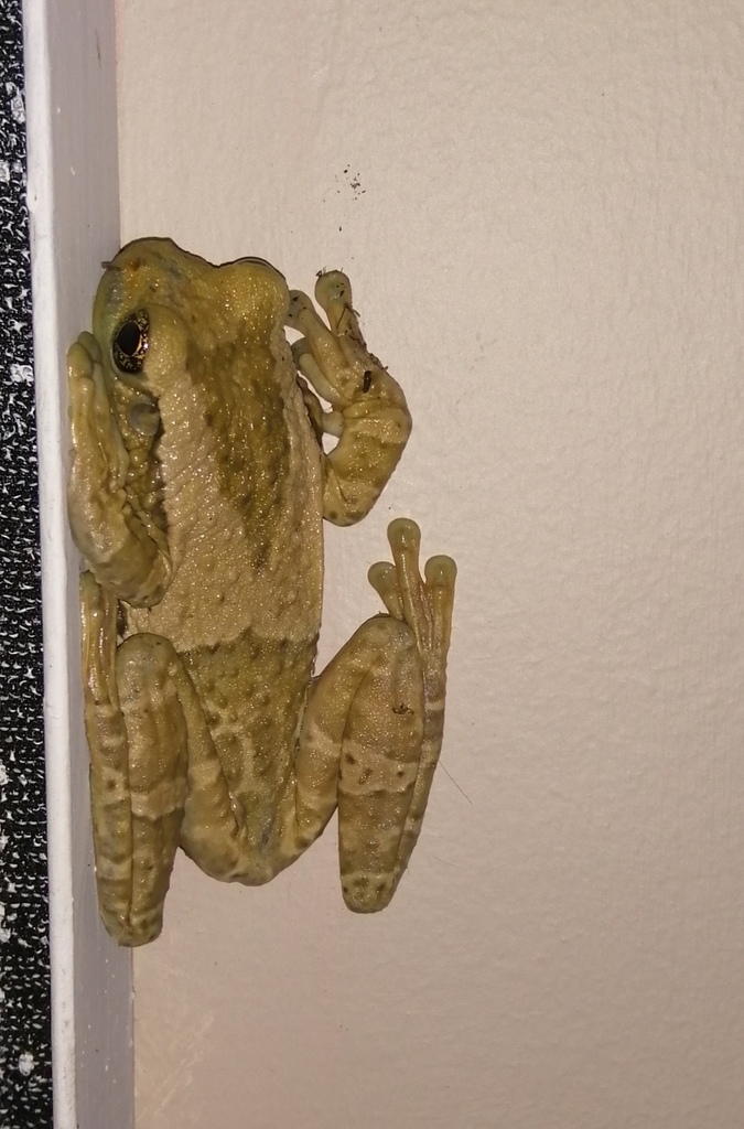 Vermiculated Tree Frog from FH98+8HM, San Carlos, Panamá on April 23 ...