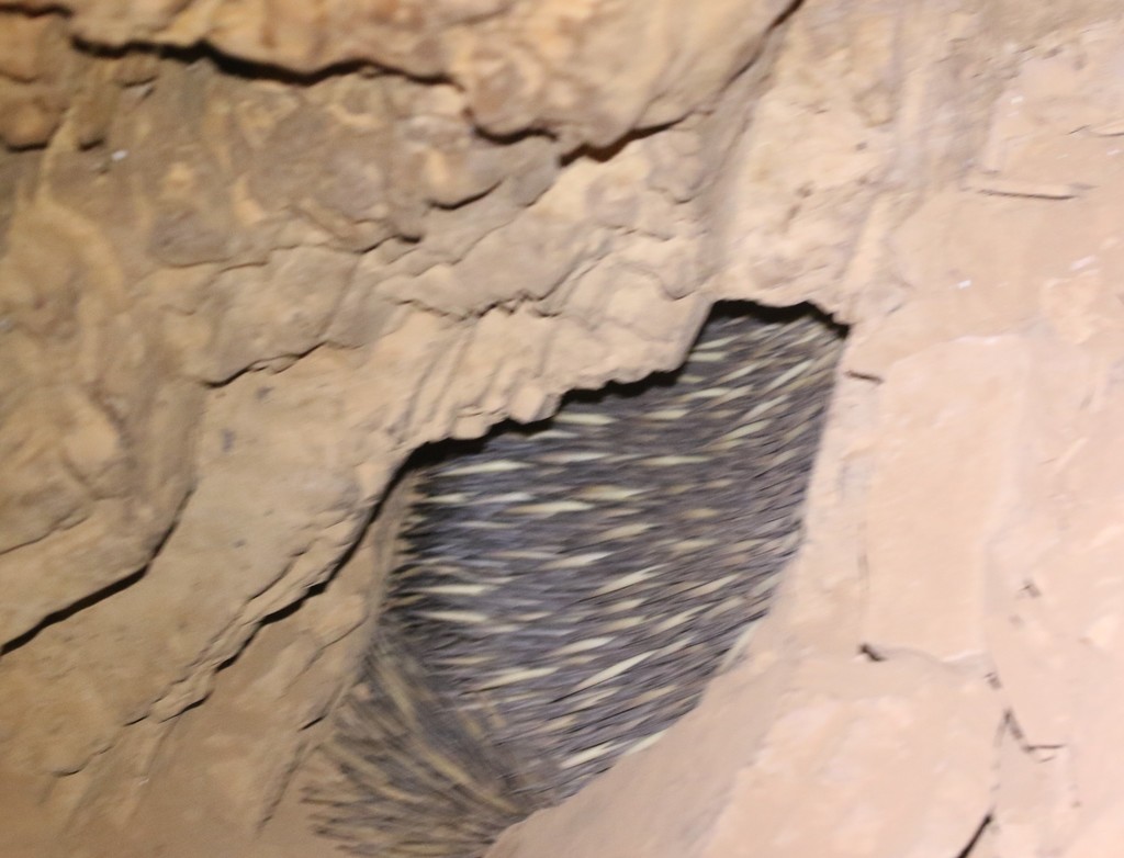 Short-beaked Echidna from Mount Isa QLD 4825, Australia on January 11 ...