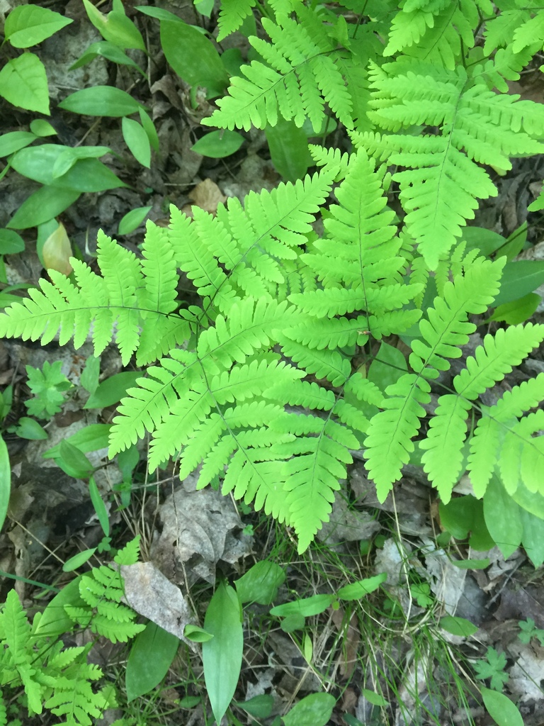 northern oak fern from Bruce Peninsula National Park, Northern Bruce ...