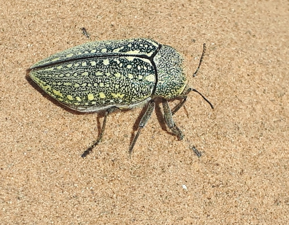 Julodis aequinoctialis from Provincia de Errachidía, Marruecos on April ...