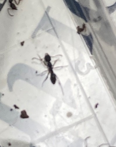 Asian Needle Ant from Charleston by Arshaq Khalil · iNaturalist