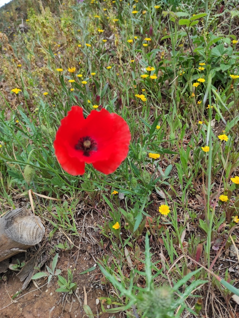 common poppy from 83430 Saint-Mandrier-sur-Mer, Francia on April 24 ...