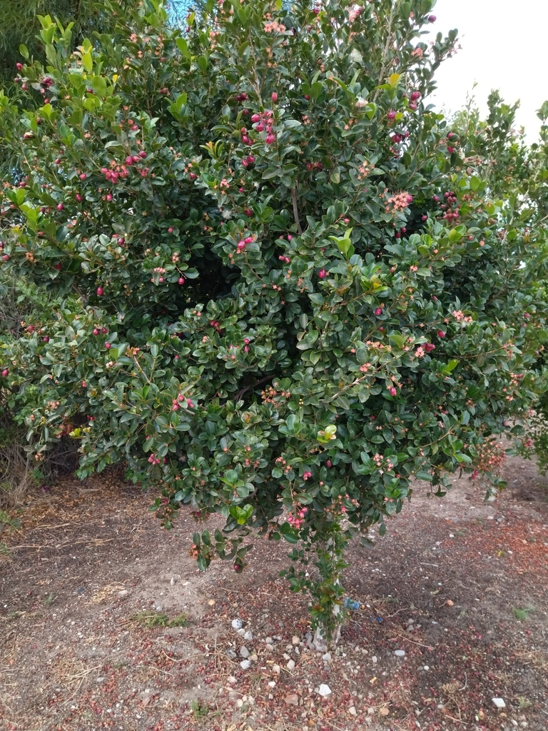 scrub cherry from Diep River, Cape Town, South Africa on April 24, 2022 ...