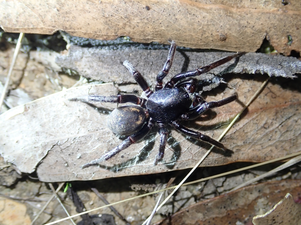 Spiders from Great Western VIC 3374, Australia on April 24, 2022 at 08: ...