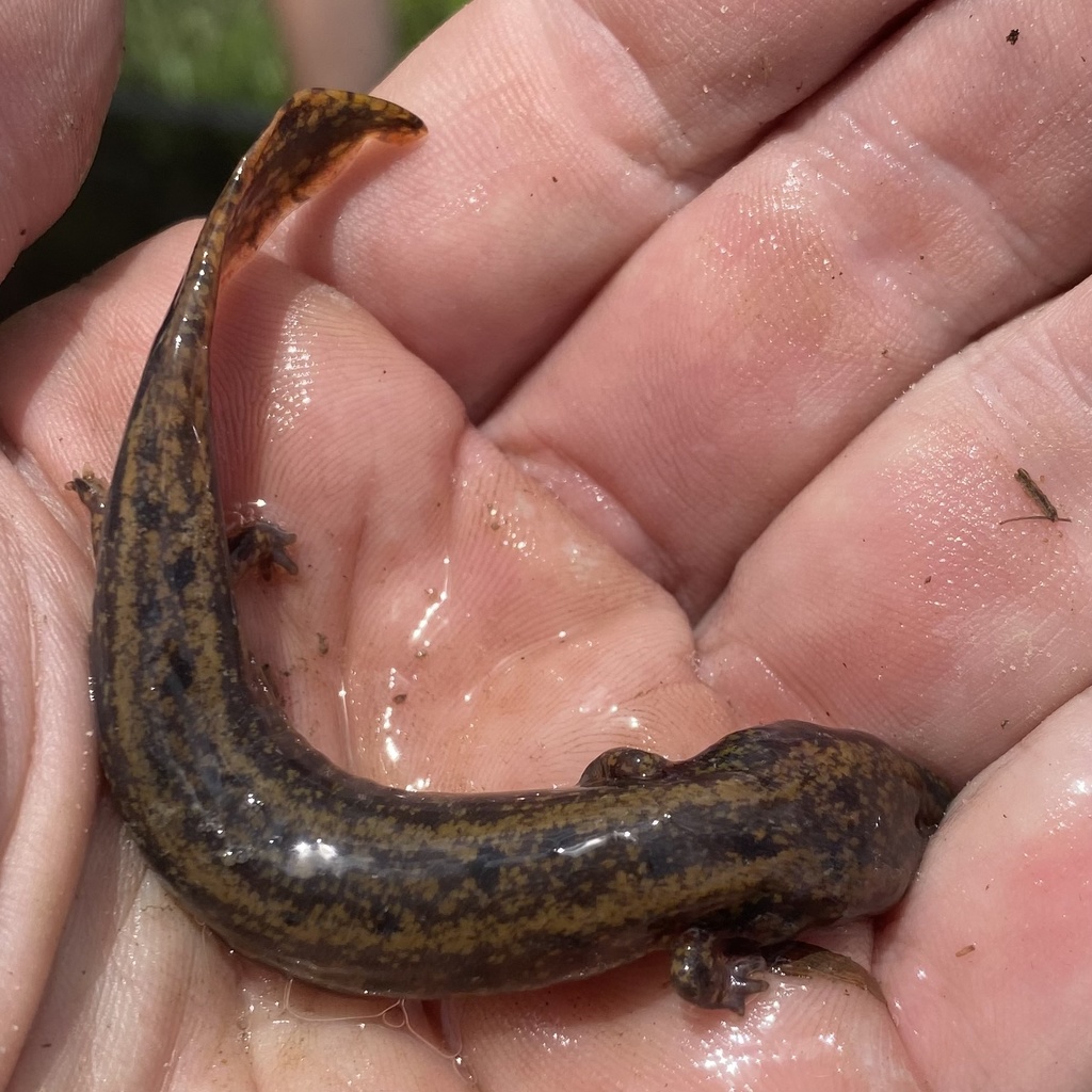 Red River Mudpuppy in April 2022 by Robb Brumfield · iNaturalist