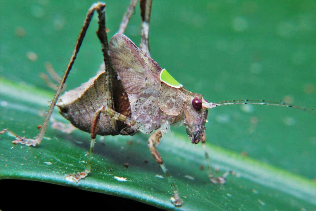 Topana from Alameda Paranhos de Oliveira, 1660 on January 23, 2022 at ...
