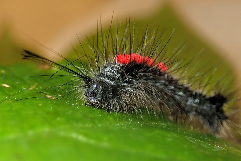 Ilema costalis in January 2022 by Siupoon Kwan · iNaturalist