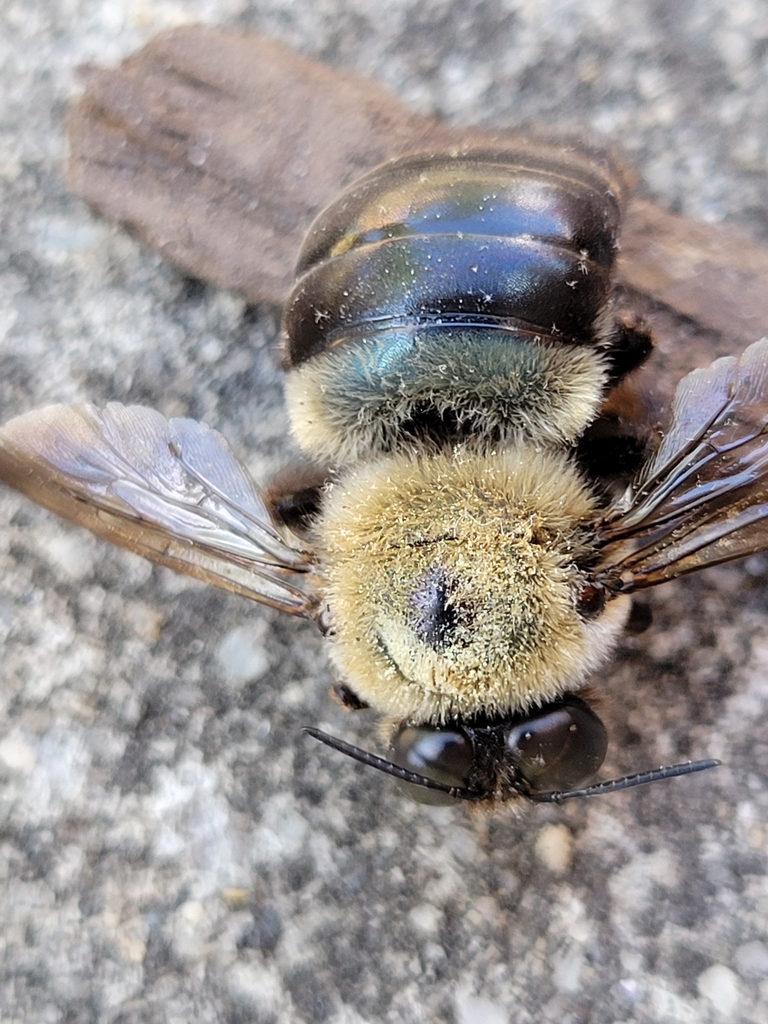 Eastern Carpenter Bee from Grovetown, GA 30813, USA on April 24, 2022 ...