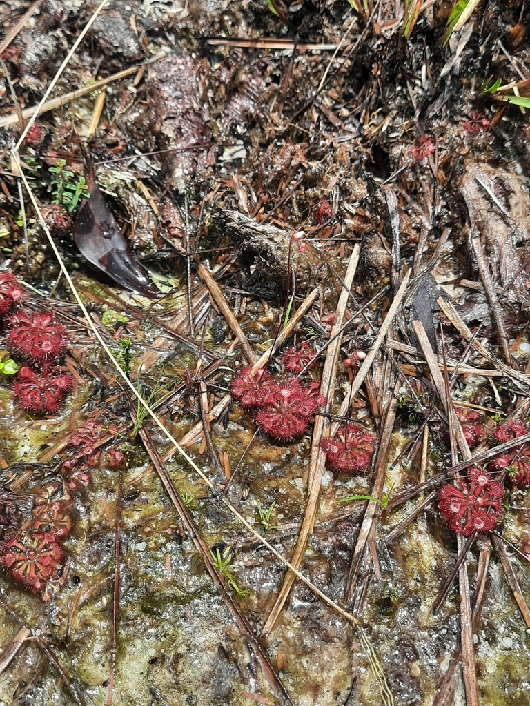 Drosera esmeraldae from Puerto Santander, Amazonas, Colombia on April ...