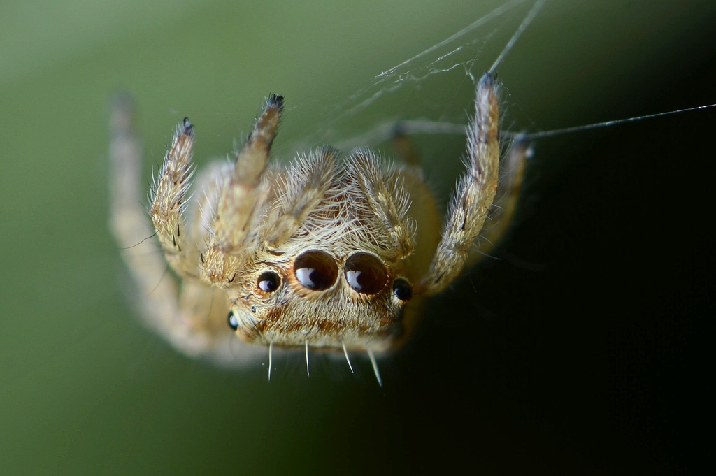 Vailimia from Guddekeri on April 21, 2022 at 11:04 PM by Vishwanath ...
