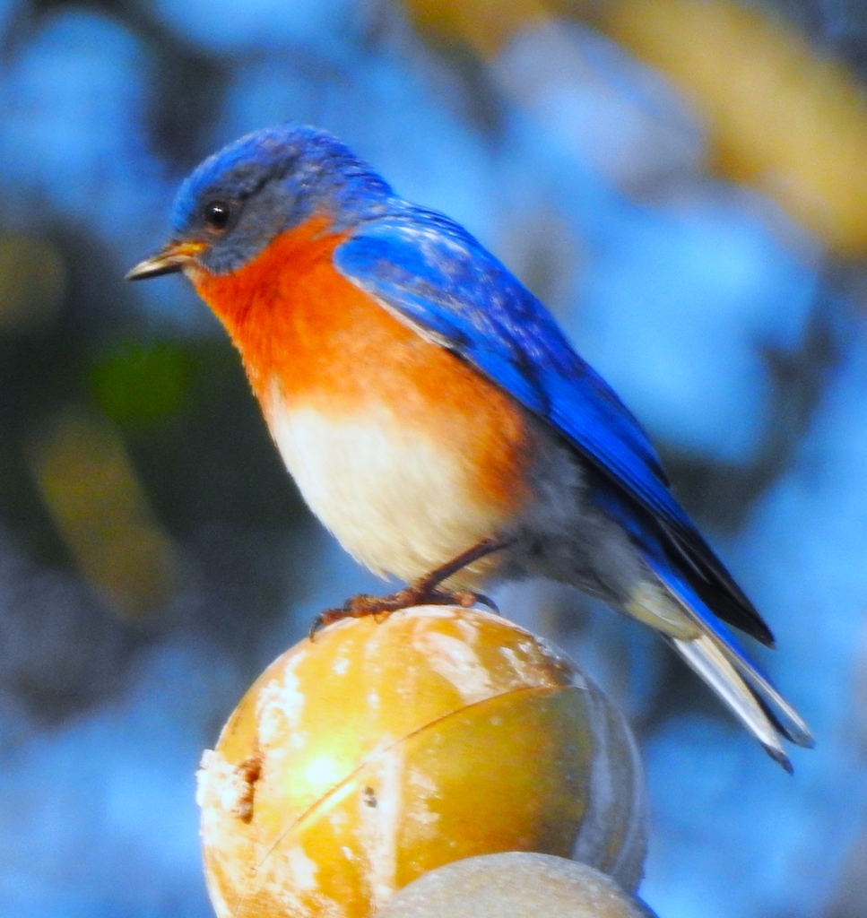 Eastern Bluebird from Beswick Island, Jacksonville, FL 32250, USA on ...