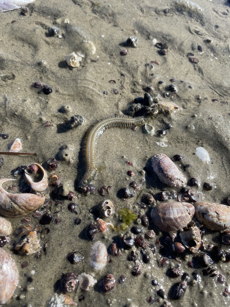 Phyllodocida from Moccasin Dr, Warwick, RI, US on April 20, 2022 at 04: ...