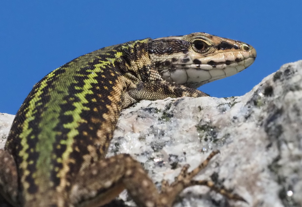 Bocage's Wall Lizard from Vila Nova de Gaia, Portugal on April 24, 2022 ...