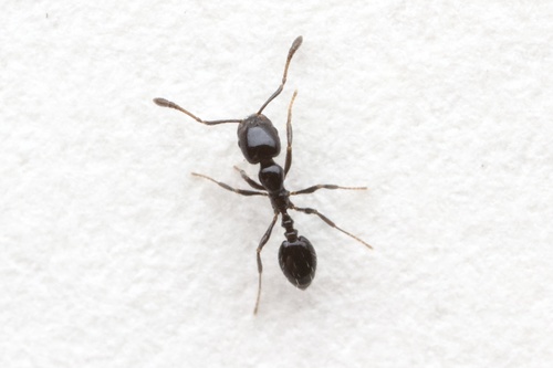 Trager's Trailing Ant (Monomorium trageri) · iNaturalist United Kingdom
