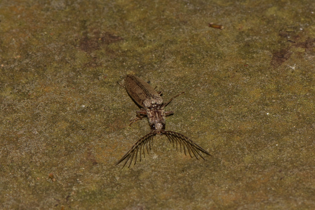 Elateriform Beetles in April 2022 by ph-hsu · iNaturalist