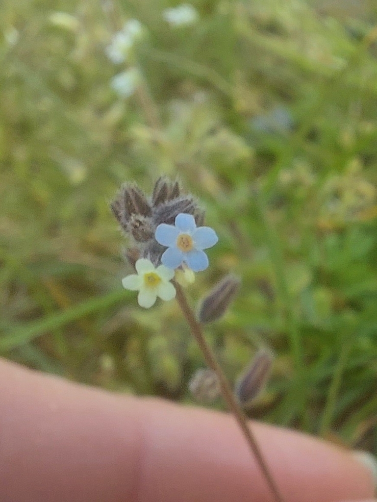 Changing Forget-me-not from Webbs, Droitwich B61 7EP, UK on April 24 ...