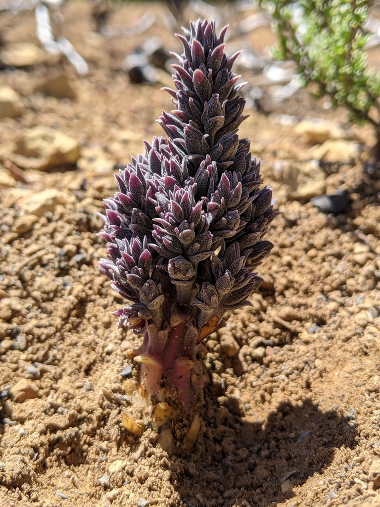 Chaparral Broomrape from Ojai, CA 93023, USA on April 23, 2022 at 11:58 ...