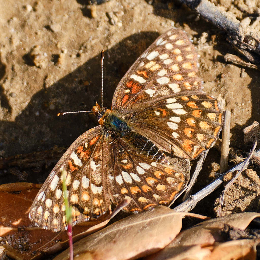 Gabb's Checkerspot from W Pico Canyon Rd, Stevenson Ranch, CA, US on ...
