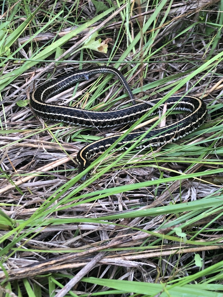 Plains Garter Snake from Flatwoods Rd, Jonesville, VA, US on June 2 ...