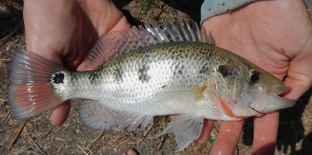 Bay Snook from Teapa, Mexico on May 21, 2015 by Michael Tobler ...