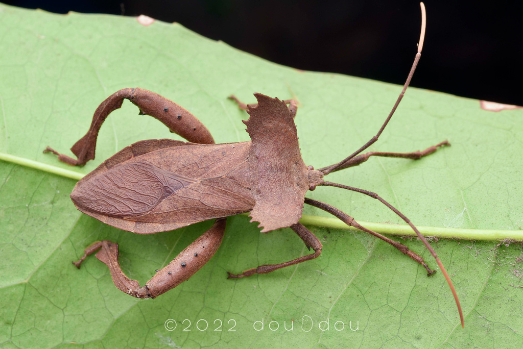 Notopteryx soror from 中国海南省尖峰岭 on March 2, 2022 at 10:37 AM by 豆豆 ...